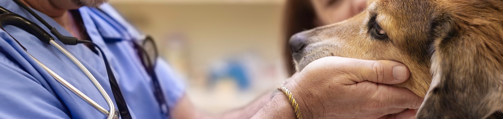 Comment détecter une otite chez mon chien