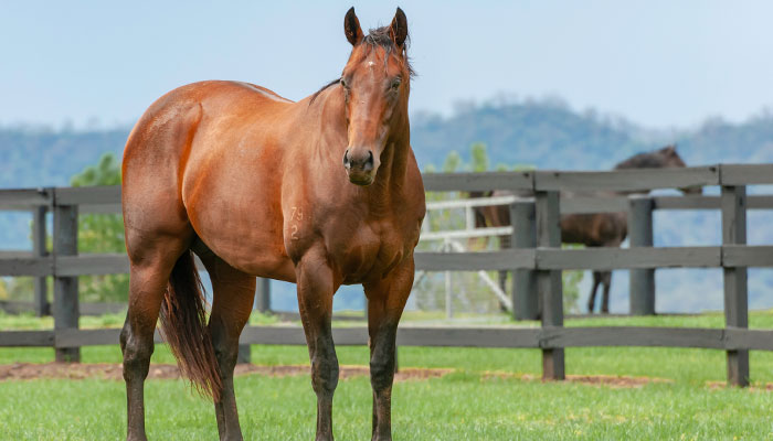 Comment soigner un cheval et le retirer de la consommation